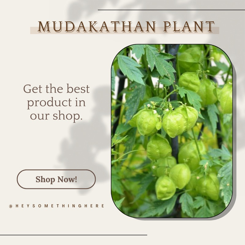 MUDAKATHAN KEERAI / BALLOON VINE /CARDIOSPERMUM HALICACABUM PLANT ...