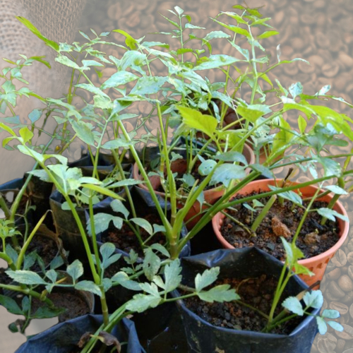 Anak Pokok Daun Selom / Ulam Selom / Dalam Polybag | Shopee Malaysia
