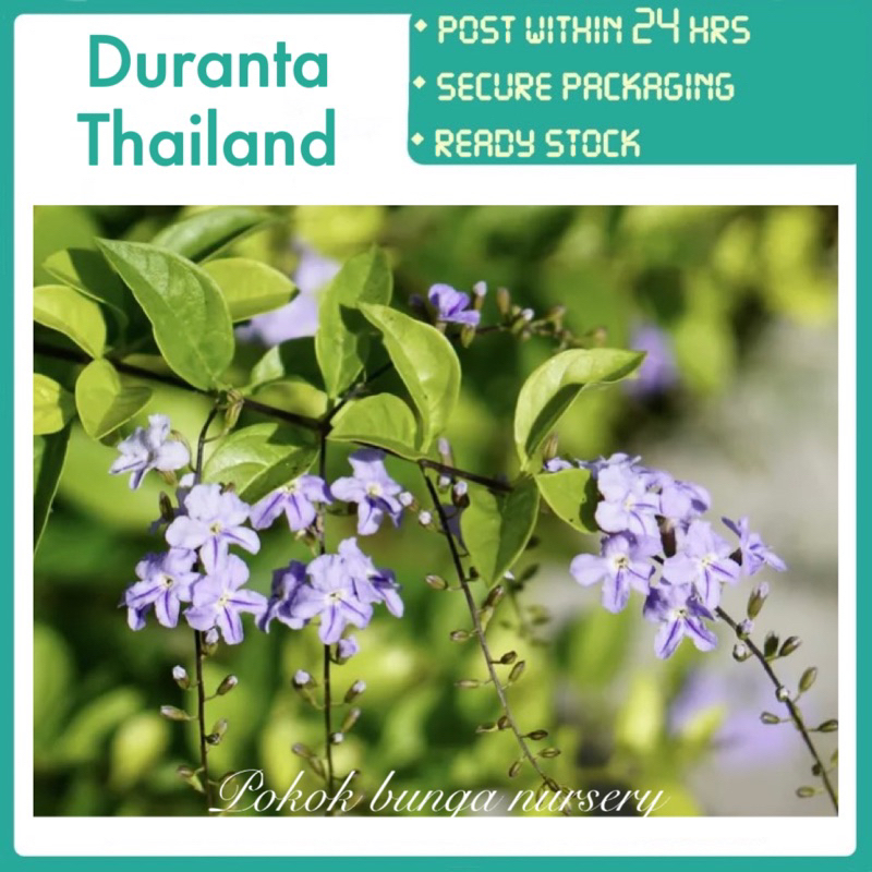 PBN - Duranta Thailand - Duranta erecta pokok bunga nursery blue purple ...