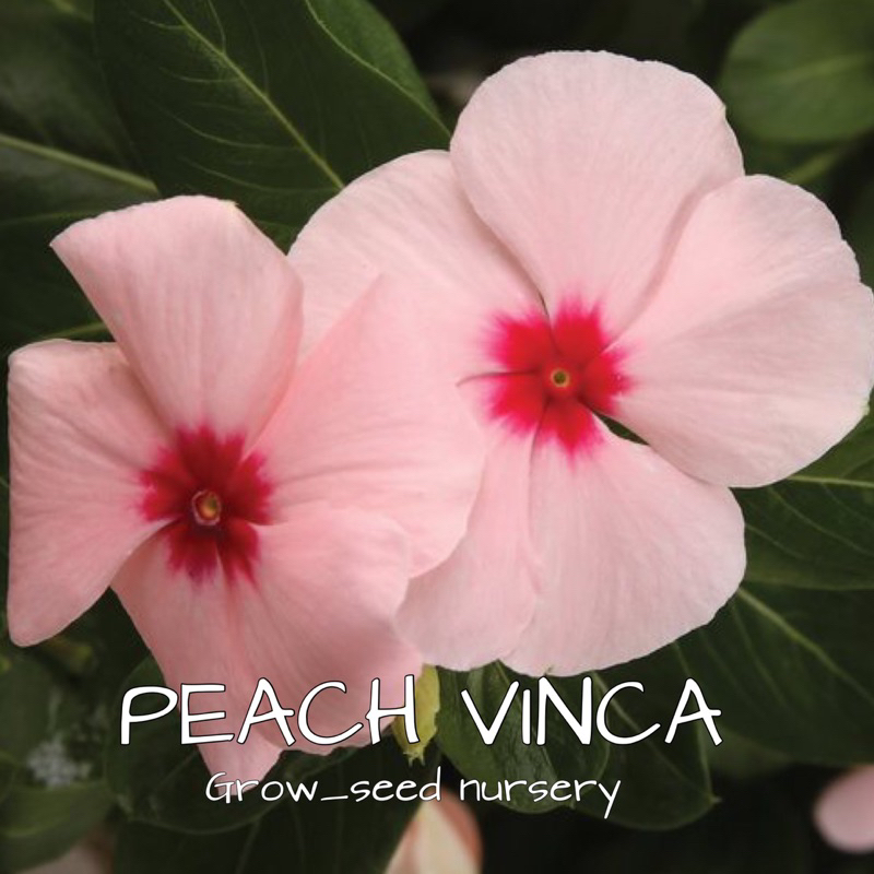 PEACH vinca periwinkle ( 10 seeds ) biji benih vinca | Shopee Malaysia