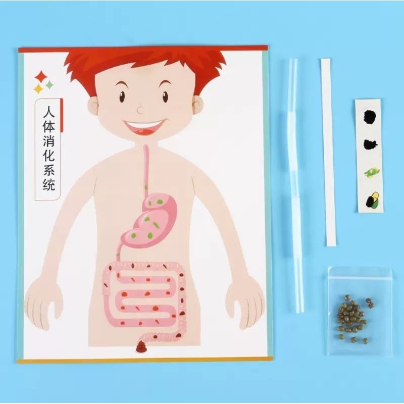 STEM/STEAM-DIY Science Human Body Parts Model Organ Sains System ...