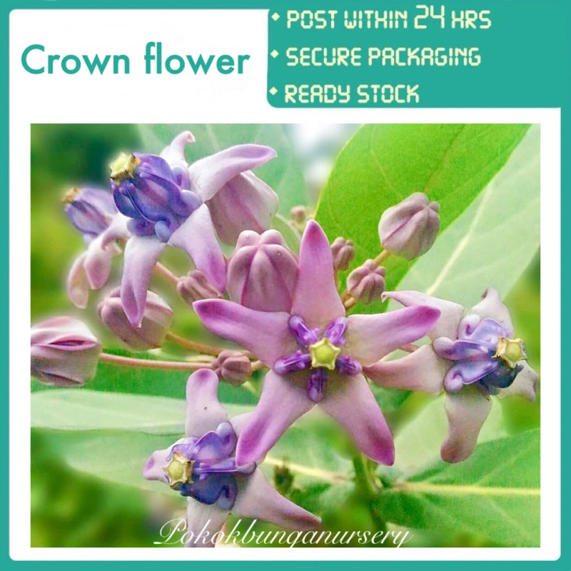 PBN - crown flower - calotropis gigantea Pokok bunga nursery asclepias ...