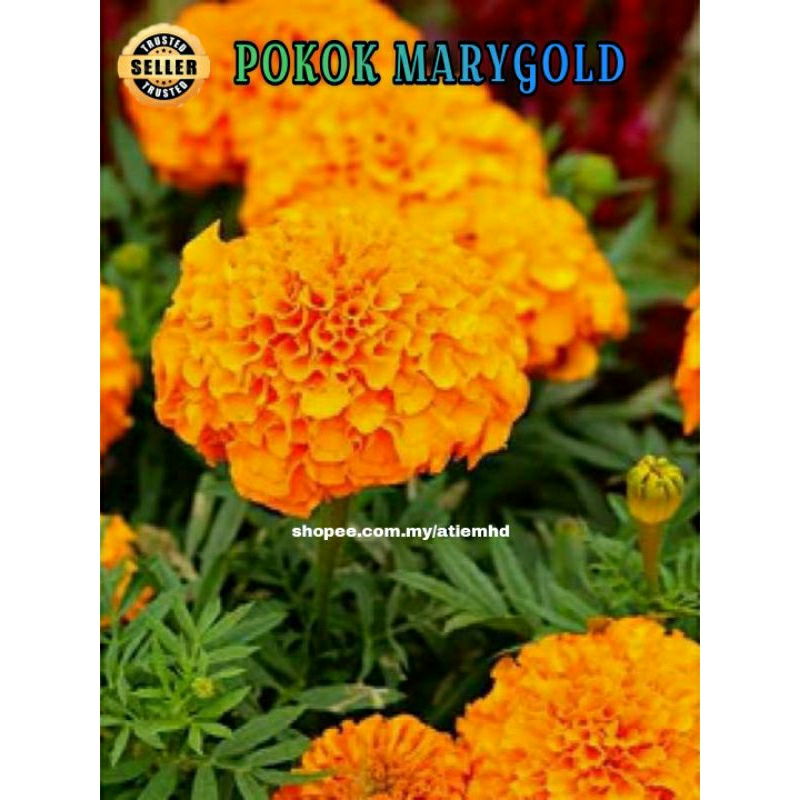 Pokok Marygold/ Bunga Tahi Ayam** Biji benih 50 pcs | Shopee Malaysia