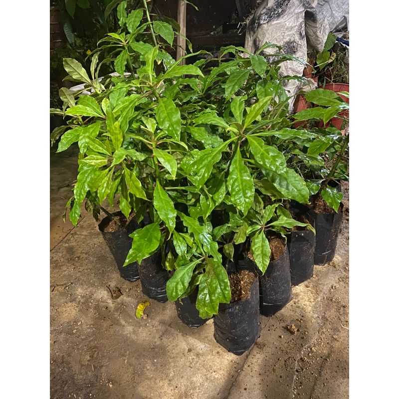 Cemara Nursery || Pokok Tujuh Bilah/Tujuh Duri/Tujuh Jarum | Shopee ...