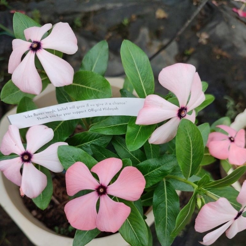 VINCA TEGAK PEACH MATA gelap 110 (10BIJI) | Shopee Malaysia