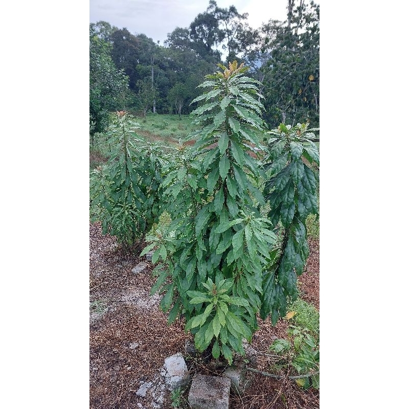 Fresh DAUN dari Pokok Jarum Tujuh Bilah (Jarum 7 Bilah) RM5 =50 helai ...
