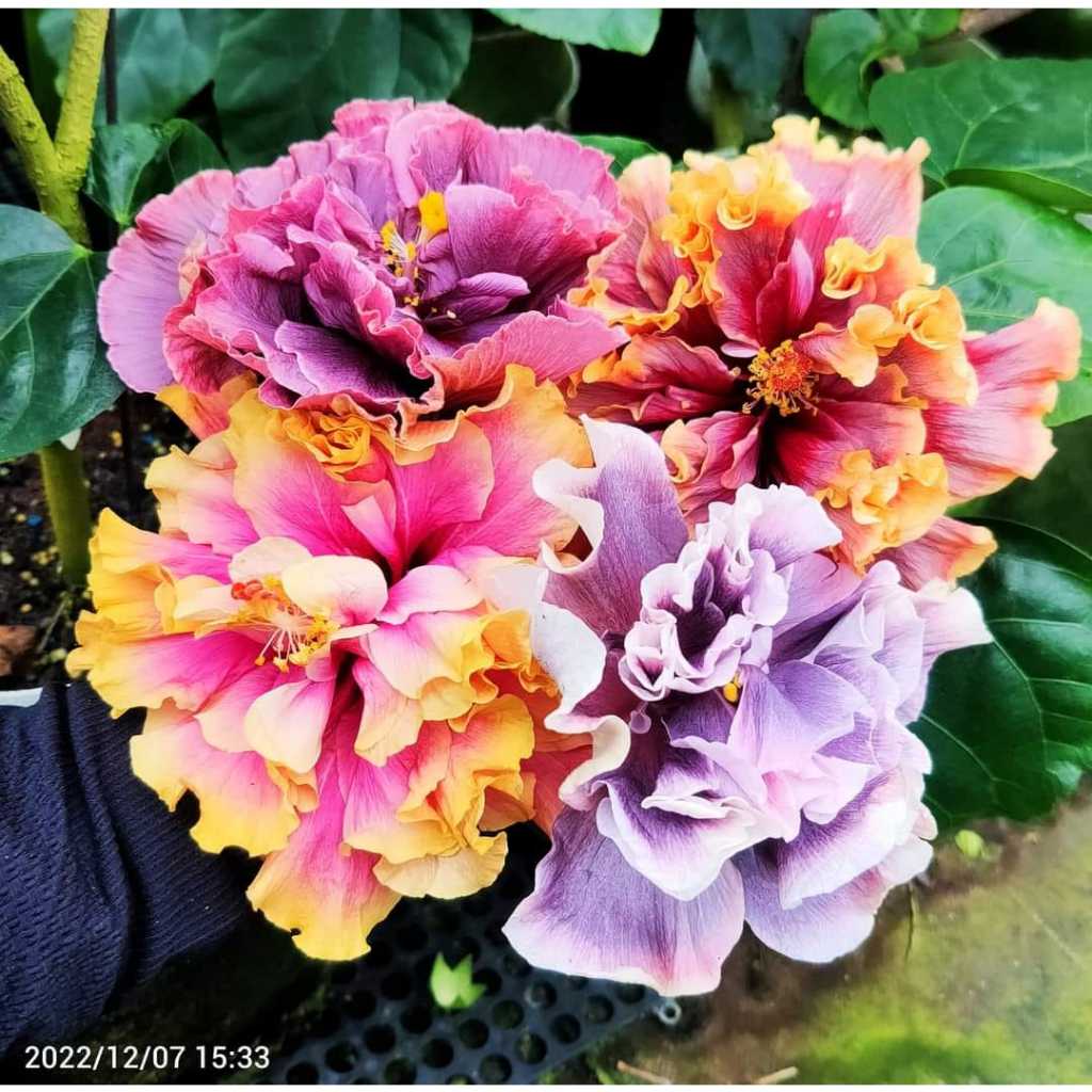 Anak Pokok Bunga Raya Pelbagai Jenis Hawaii dan Holland Album 2 ...