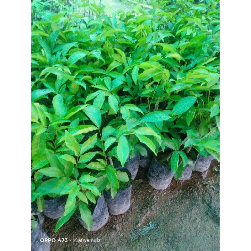 benih pokok rambutan kerak nyor | Shopee Malaysia