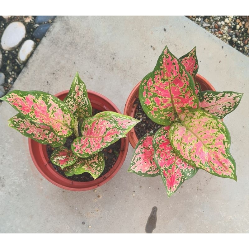 Aglaonema Pink - Chinese Evergreen plant | Shopee Malaysia