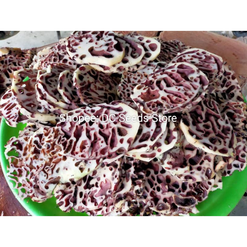 Sarang Semut Raja Satong (jenis Berduri/ Jantan) | Shopee Malaysia