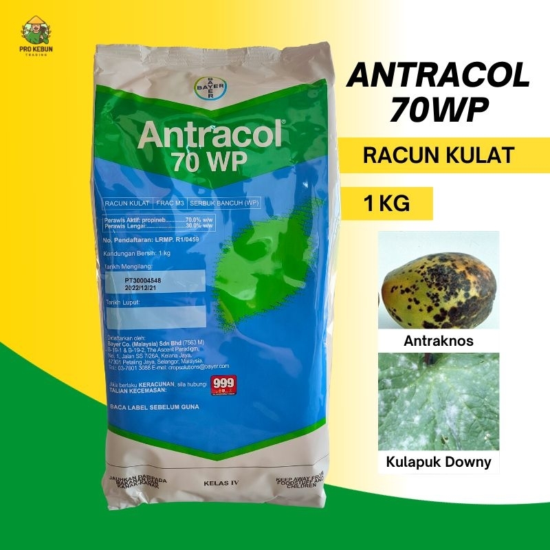 Antracol 70WP Racun Kulat Serbuk Racun Propineb 1kg Racun Kulat ...