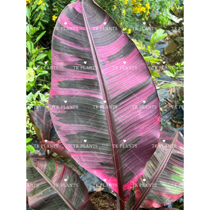 TKP, Musa Nono Pink Variegated Banana ,Musa NoNo Varigated ,Musa Nono ...