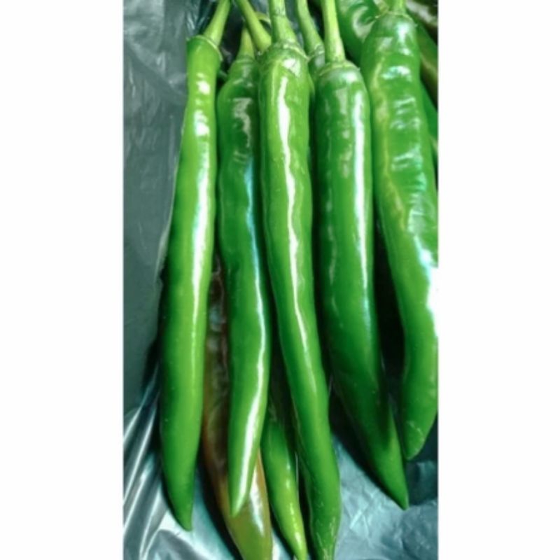 Benih cili besar sakata 461 F1 hybrid. repack rm2 10 biji benih ...