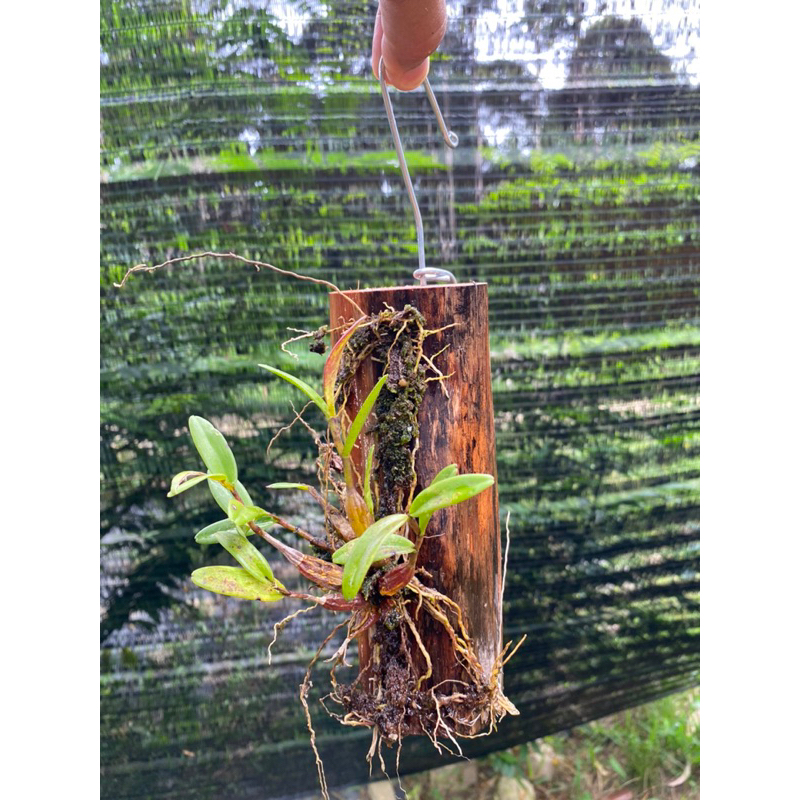 Orchid log Wood Holder/Kayu ikat Pokok Orkid | Shopee Malaysia