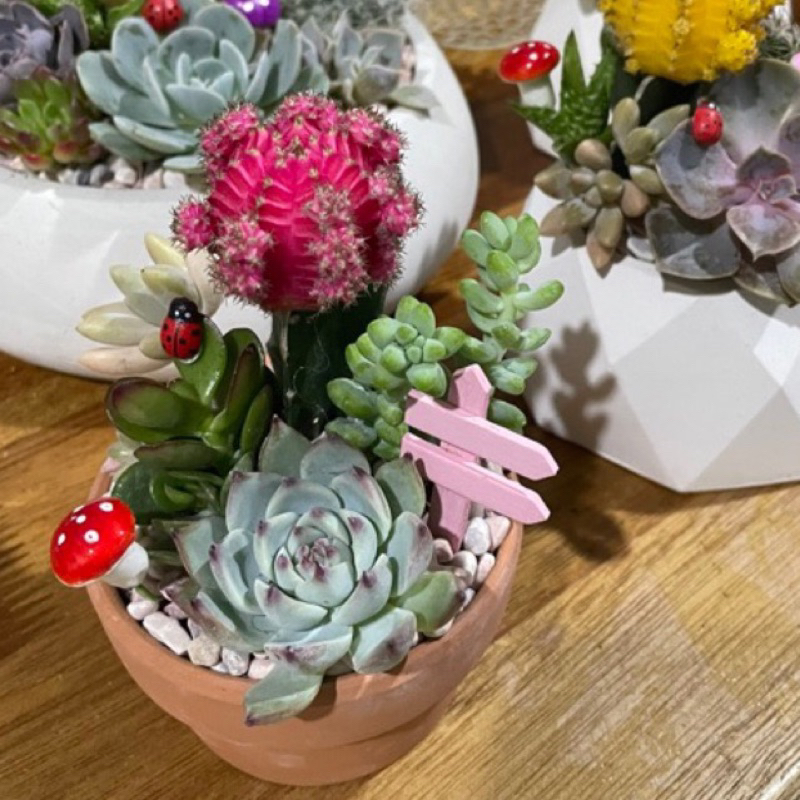 (MCSG PREMIUM) MINI CACTI SUCCULENTS GARDEN ARRANGEMENT REAL LIFE ...