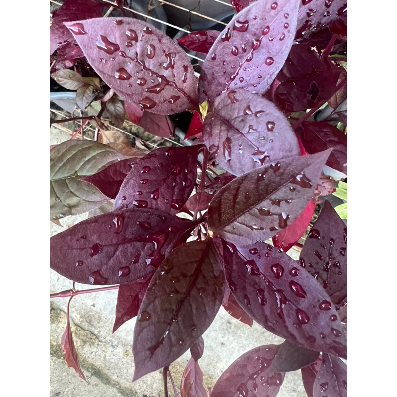3 Keratan Pokok Alternanthera Dentata / ruby leaf / little ruby ...