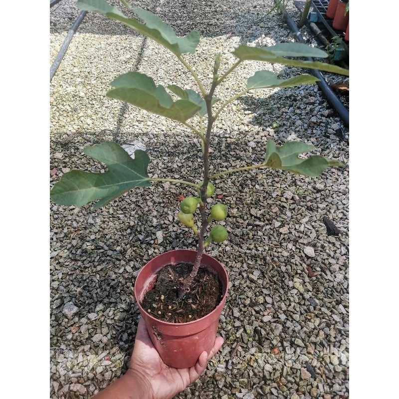 🤪CRAZY SALES 🤪👉 Pokok Tin /Fig | Shopee Malaysia