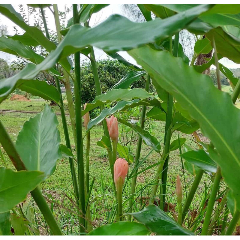 bunga kantan/daun bunga kantan | Shopee Malaysia