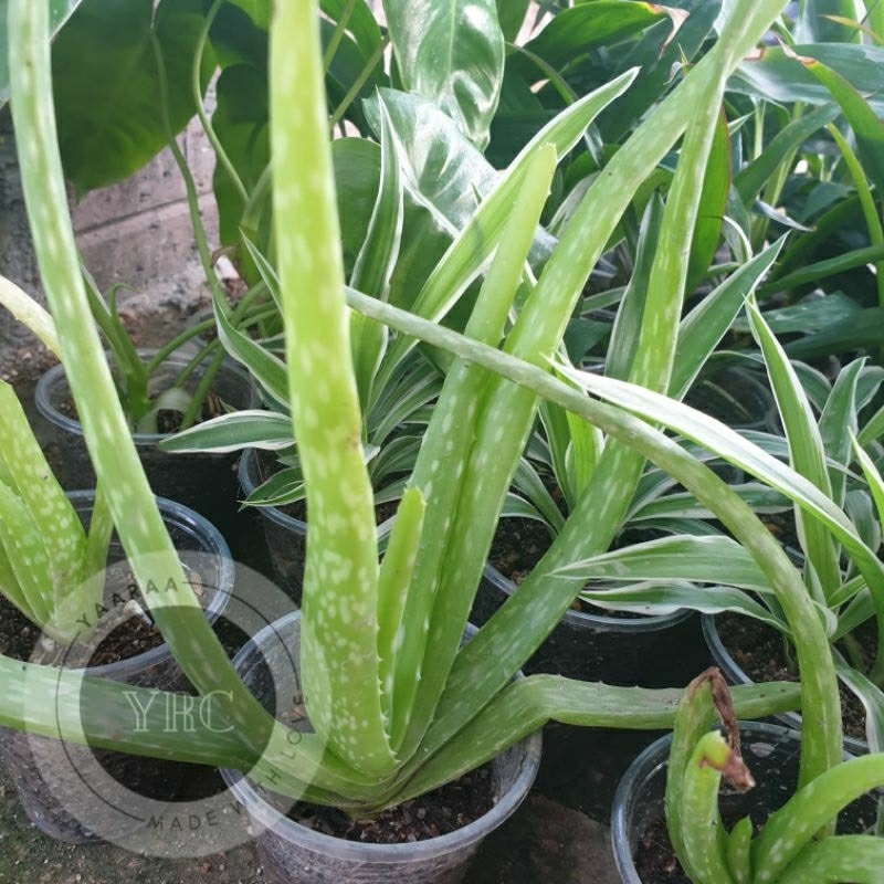 Spider Plant / INAI / Pothos / Cordyline / Aloe Vera / Philodendron ...