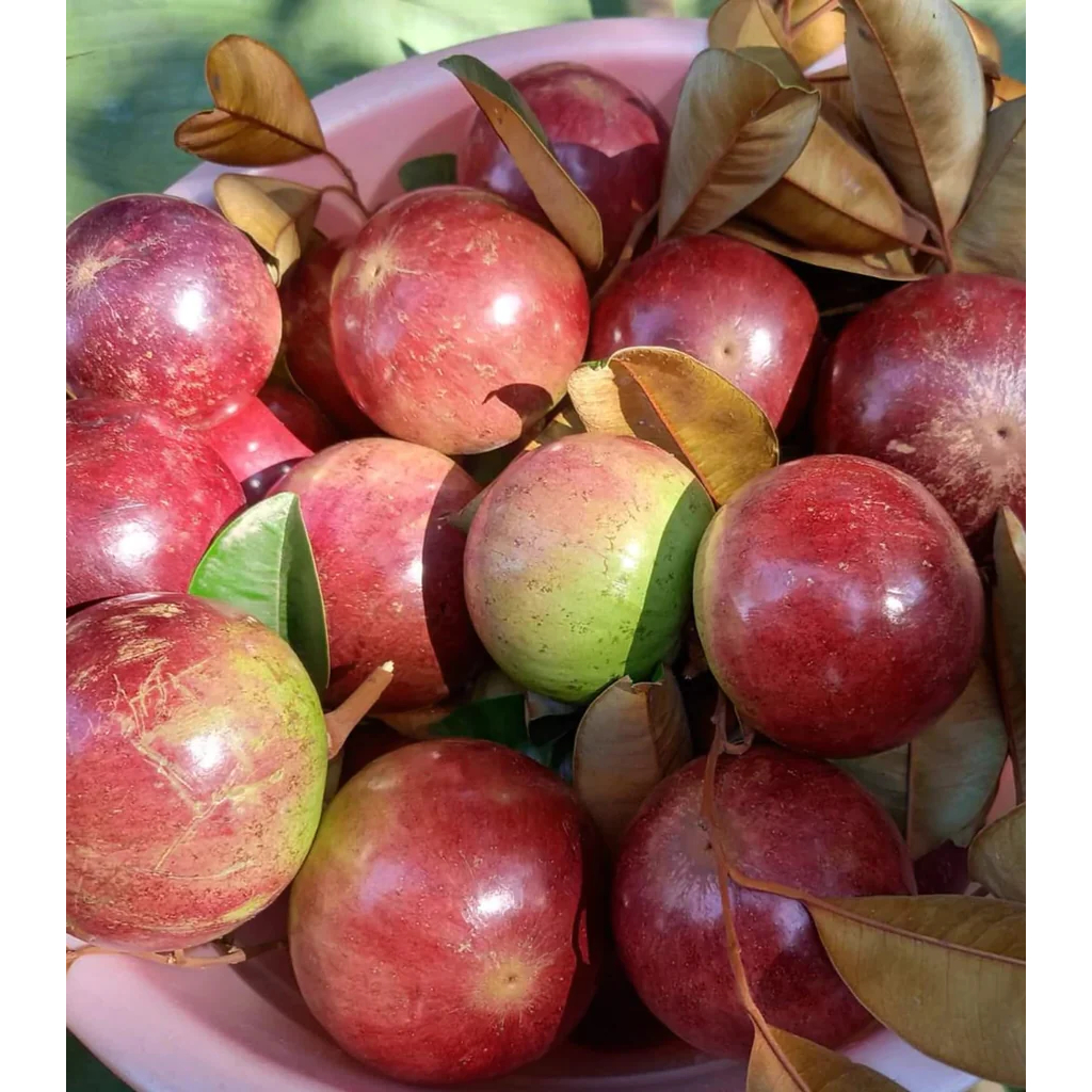 Anak Pokok Red Star Apple/Buah Susu Merah | Shopee Malaysia