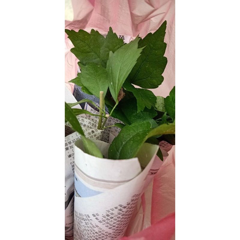 Anak Pokok Bunga Raya | Shopee Malaysia