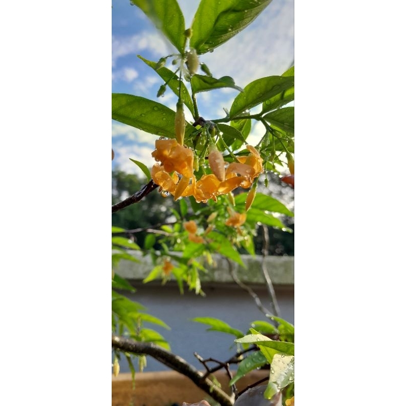 waterjasmine jeliti berwarna oren橙色水梅(No postage to sabah and sarawak ...