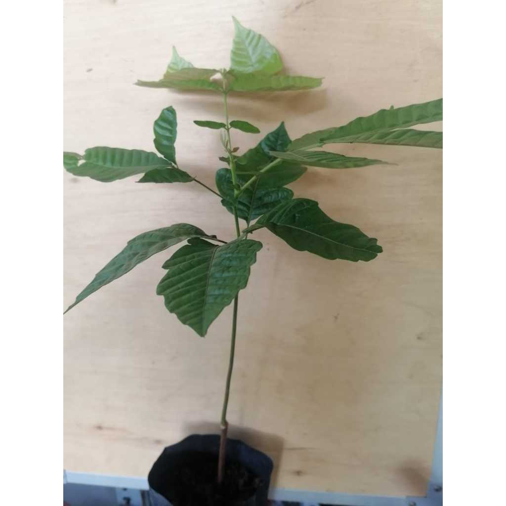 Pokok matoa buah hijau/longan brazil, dalam polybag, sedap & manis ...