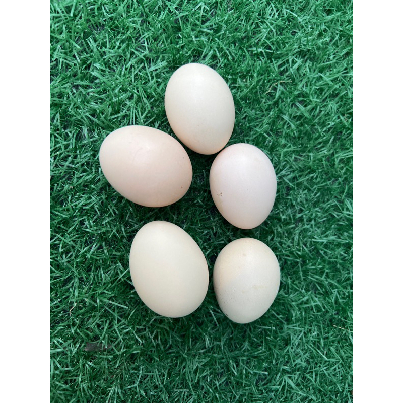 Telur Ayam Kampung Asli(AKA) Berbenih untuk penetasan(AKA baka sabung ...