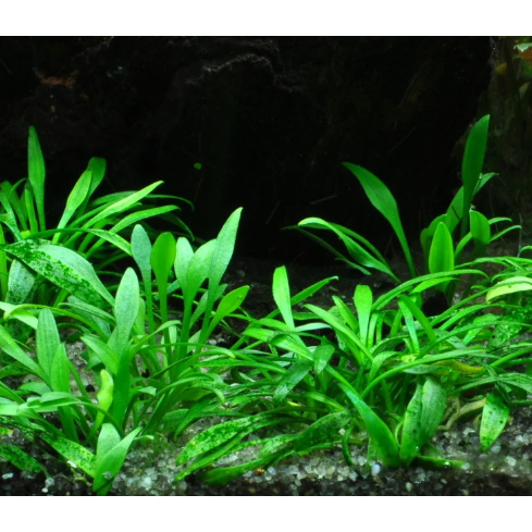 [BUY 4 FREE 1] Cryptocoryne Parva (stalk) low demand aquatic plants for ...