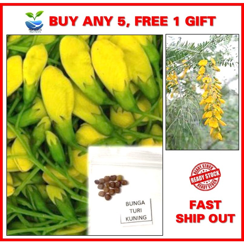 12biji benih POKOK TURI KUNING. yellow sesbania seeds. Bunga cantik dan ...
