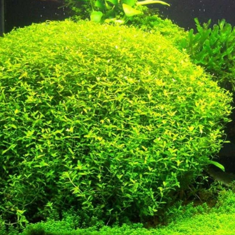 Hemianthus Micranthemoides/Pearl Weed | Shopee Malaysia