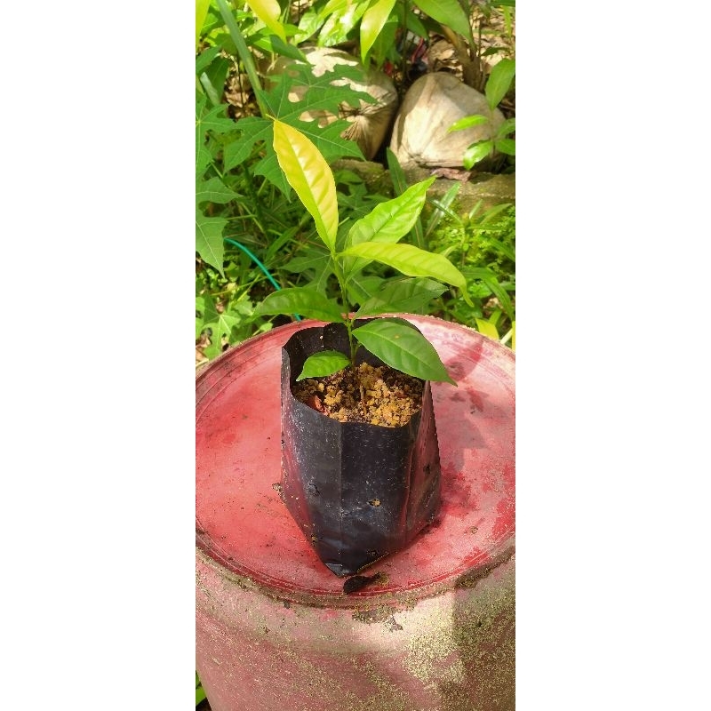 anak pokok Salam/Serai Kayu. | Shopee Malaysia