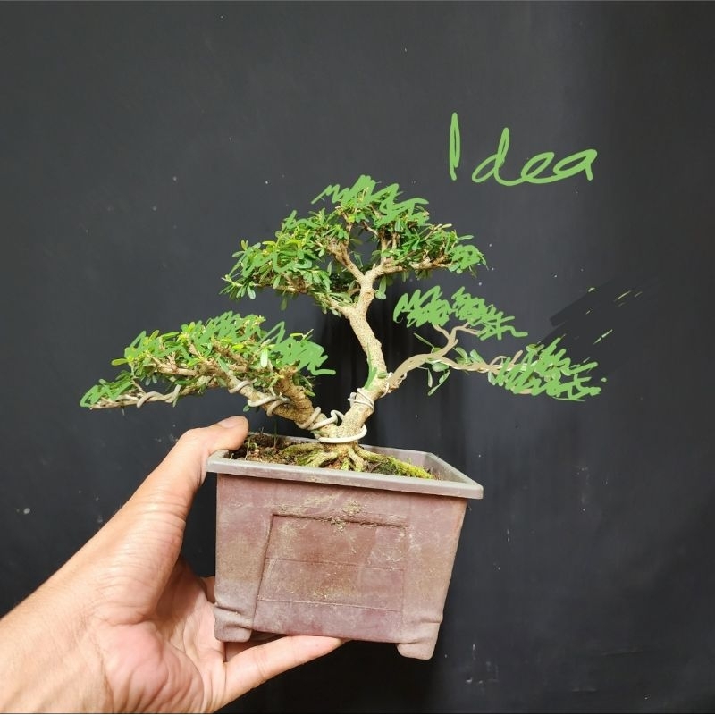bonsai stock bluebell micro Desmodium Unifoliatum Blue Bell Linh Sam ...