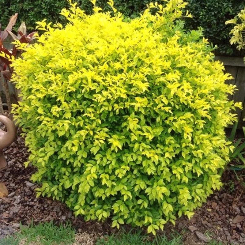Duranta gold # pokok pagar # outdoorplant# | Shopee Malaysia