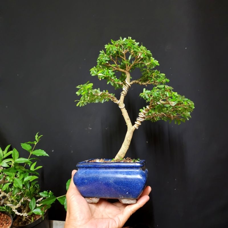 bonsai Desmodium Unifoliatum Blue Bell Linh Sam | Shopee Malaysia