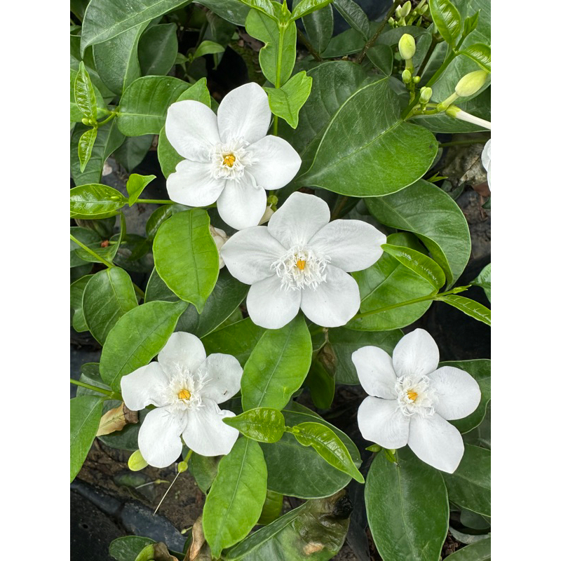 【TW668】泰国茉莉花Jasmine thai Sapling live plant| Bunga melur pokok Hiasan ...