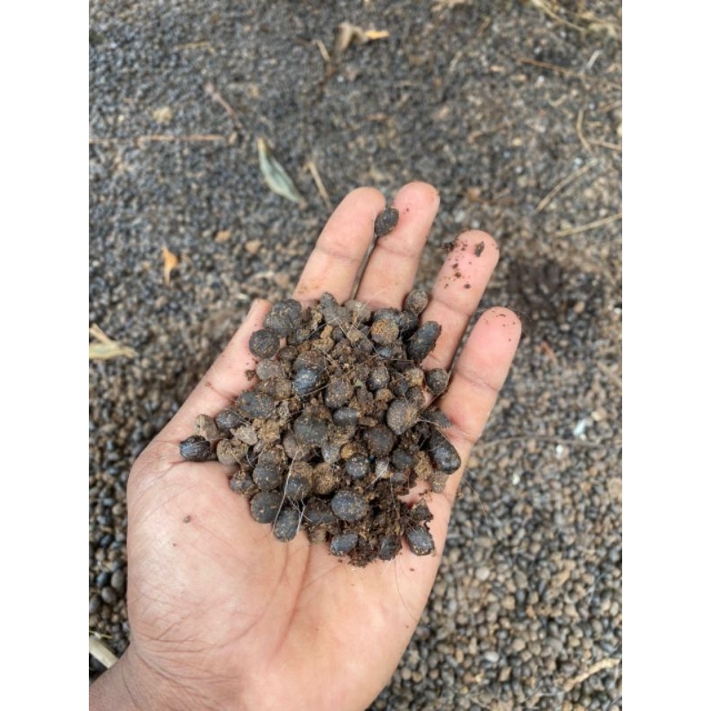 Baja Organik Tinja Kambing 2KG// Goat organic fertiliser 2KG | Shopee ...