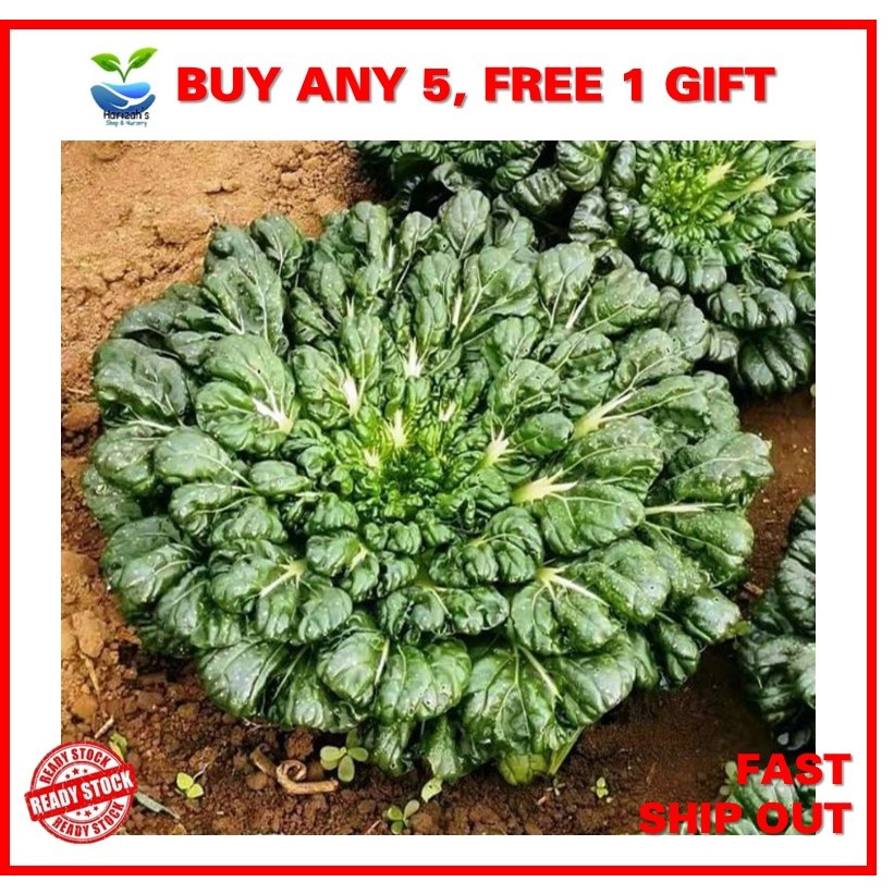 20-30 biji benih TATSOI Sawi Jambak Sawi Pagoda Spoon Mustard seeds ...