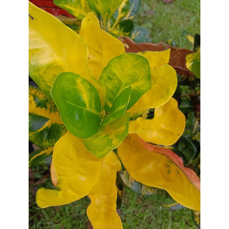 pokok puding / pokok puding / bunga puding (saiz s) | Shopee Malaysia