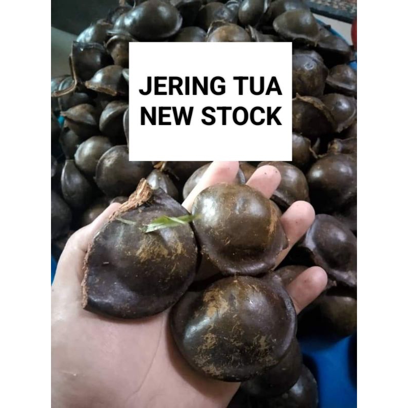 JERING MUDA FRESH RANGUP DARI KEBUN / JERING TUA / JERING SEMAI ...