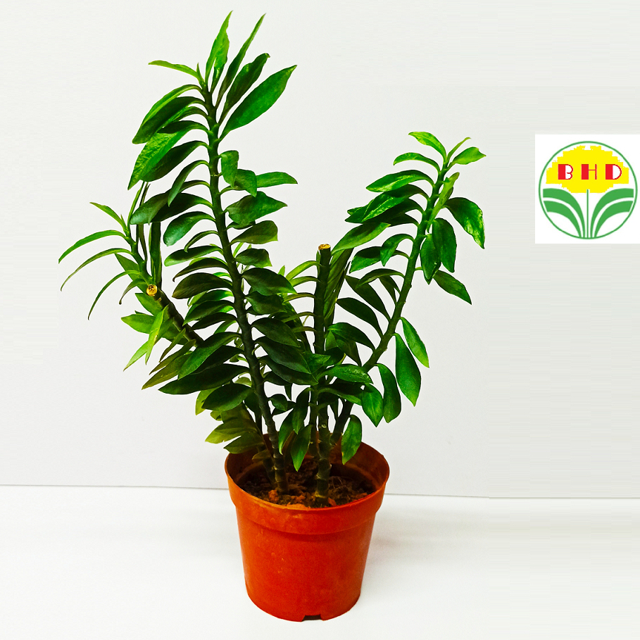 Pokok Daun Lipan Pokok Lipan Lelipan Penawar Bisa Lipan Kala Jengking ...