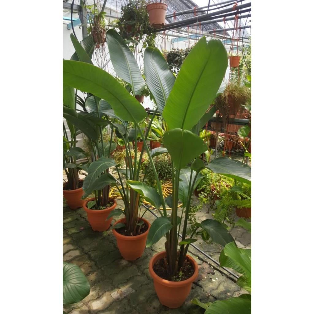 [READY STOCK]🌷🌷POKOK HIDUP ANAK POKOK SEPIT UDANG(Heliconia) | Shopee ...