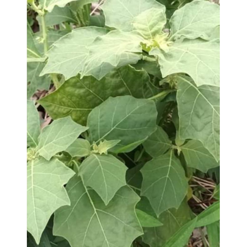 pokok ulam terung pipit | Shopee Malaysia