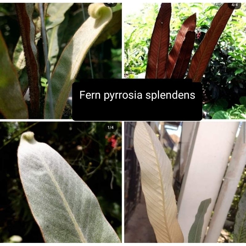 Fern pyrrosia splendens☘️Real plant Rare☘️ limited By Slthegreen 📌 ...