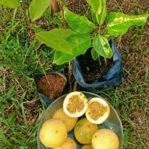 pokok buah Markisa Kuning/Merah, Yellow/Red Passion Fruit seedling ...