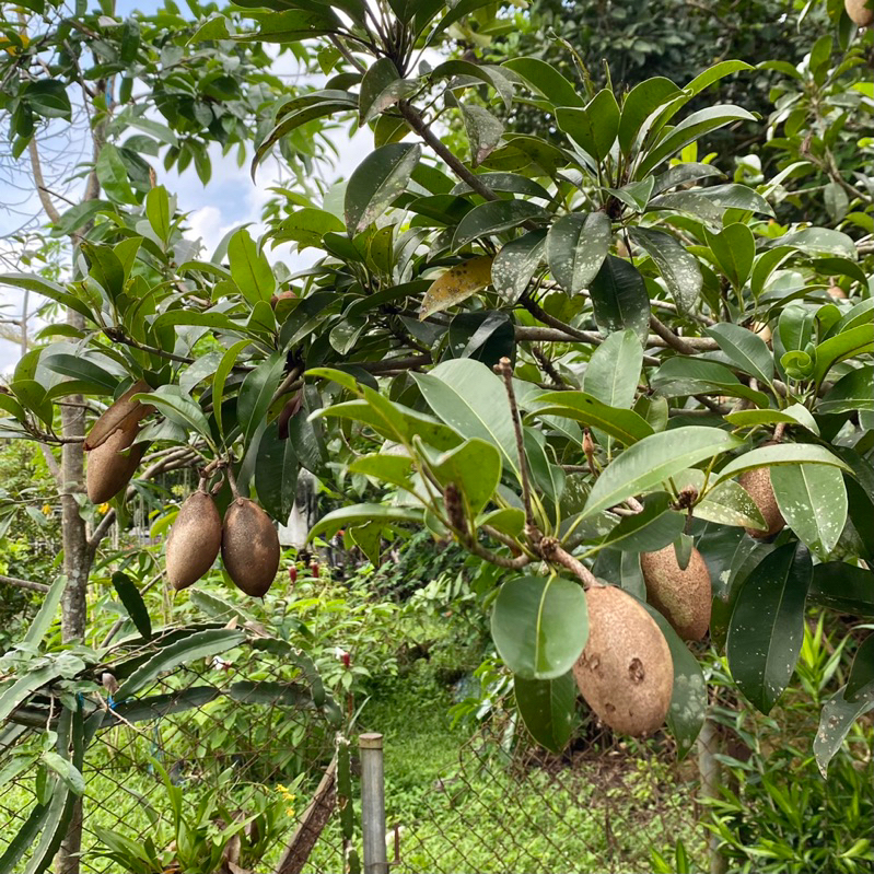 Pokok ciku (anak pokok saiz 1 kaki sekali polibeg) | Shopee Malaysia