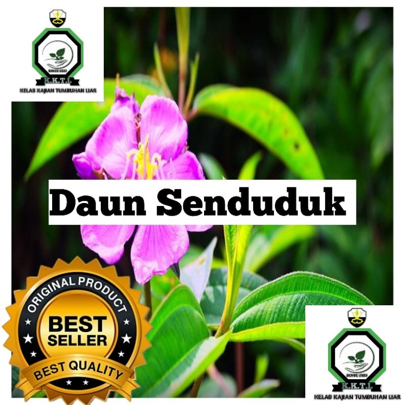 Daun Senduduk untuk perubatan🔥💯Ready Stock 🔥(1pack 50 helai) | Shopee ...