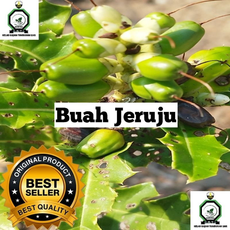 Buah jeruju untuk perubatan🔥Ready stock 💯(1pack 10 biji)-(Penghantaran ...