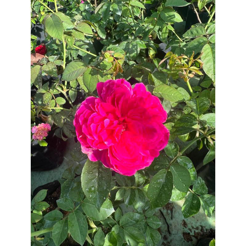 Ros Wangi & Tahan Panas ( Direct Sunlight Roses ) | Shopee Malaysia