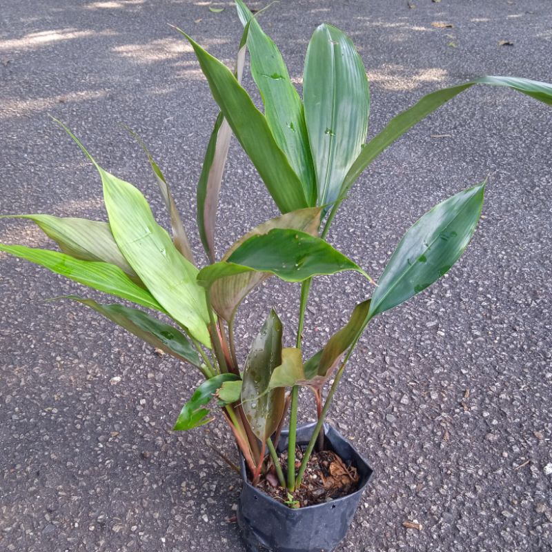 Anak Pokok Serai Acheh | Shopee Malaysia
